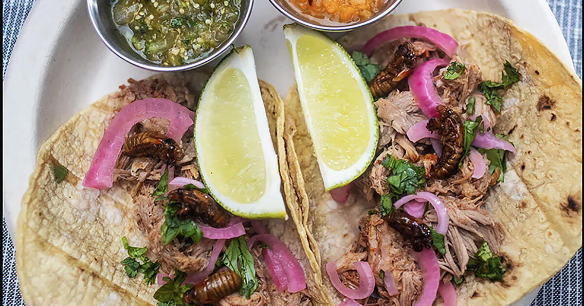 Getting High on Cicadas and Eating Other Insects